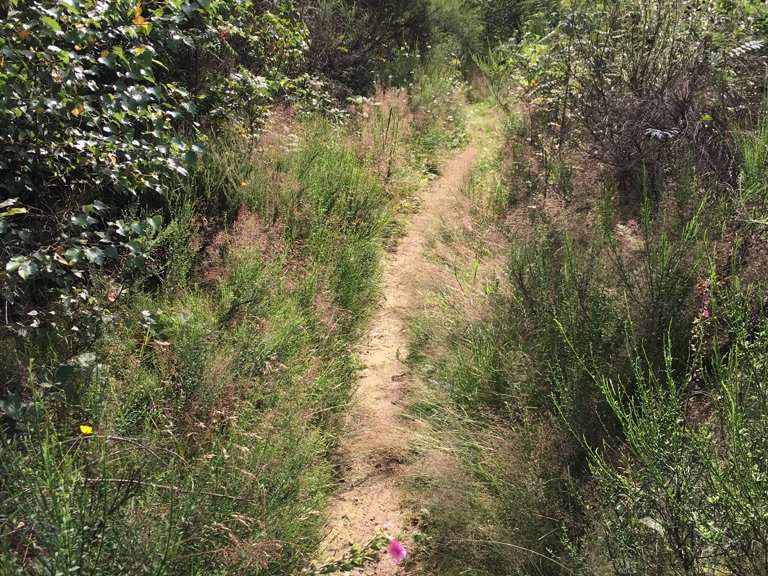 Cozy and beautiful trail - Routes for Walking and Hiking | Komoot