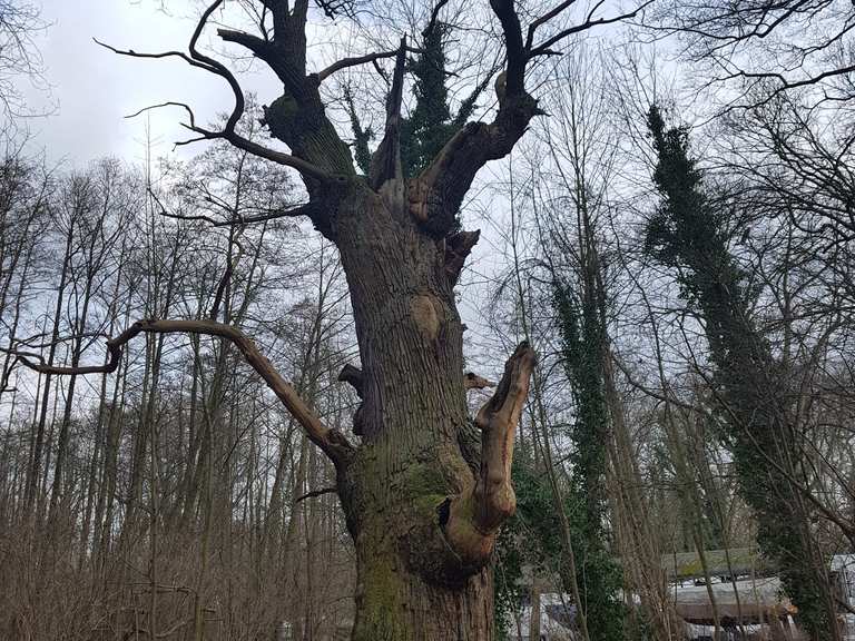 Dicke Marie – ältester Baum Berlins : percorsi escursionistici e ...