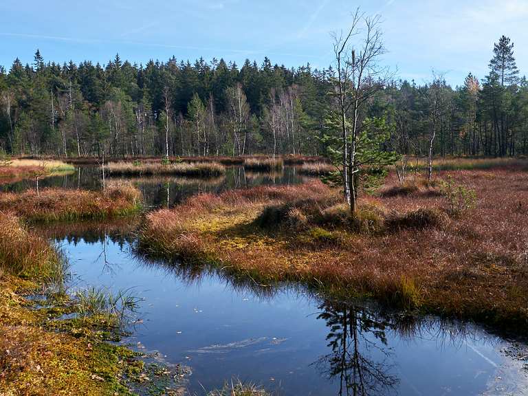 Hormersdorfer Hochmoor Routes for Walking and Hiking | Komoot