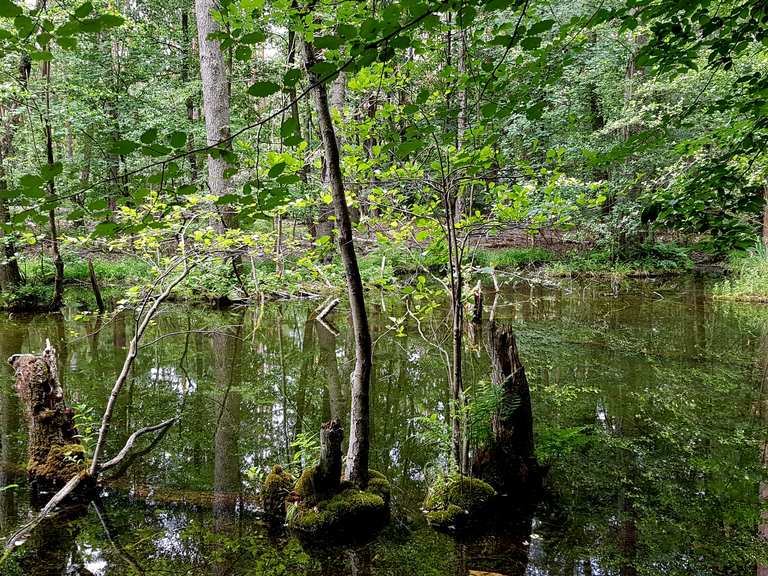 Wildgehege im Spandauer Forst Routes for Walking and Hiking | Komoot