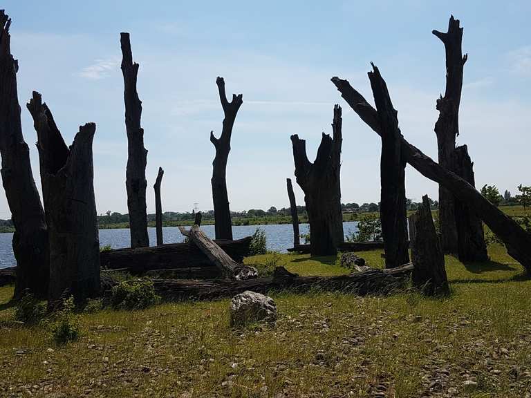 Oermonument - 2000 jaar oude bomen wandelroutes en hikes | Komoot