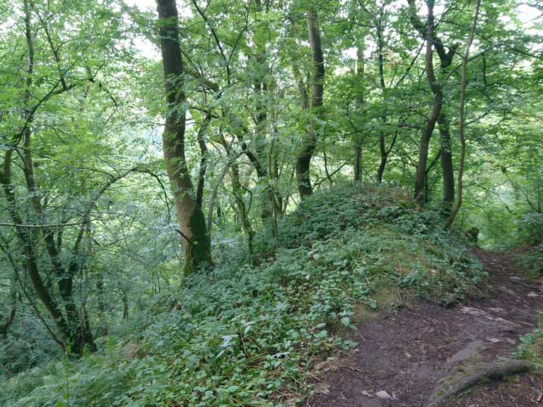 Dovedale Wood Routes for Walking and Hiking | Komoot
