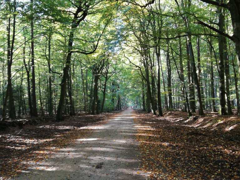 Bunter Herbstzauber im Sachsenwald – entdecke Hamburgs Herbstzauber ...