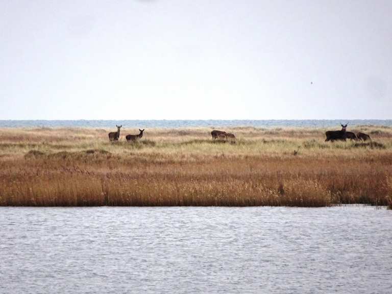 Boardwalks at Ottosee Routes for Walking and Hiking | Komoot
