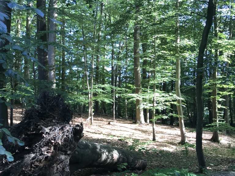 Roikier See Routes for Walking and Hiking | Komoot