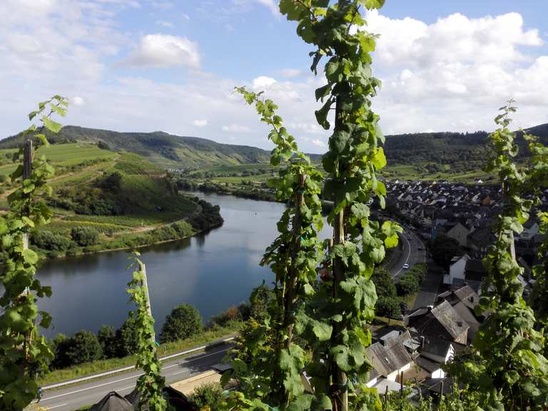 Bremmer Calmont - steilstes Weinanbaugebiet Europas - Cycle Routes and ...
