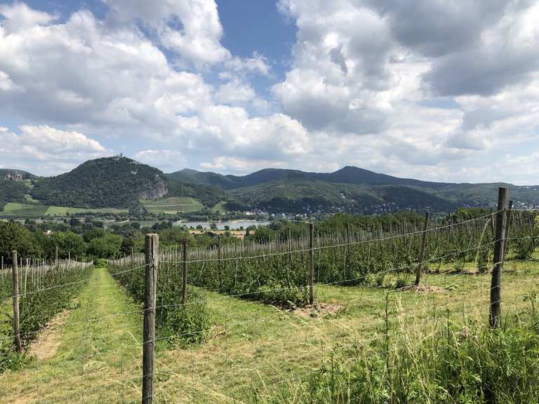 Naturschutzgebiet Rodderberg: Wanderungen und Rundwege | komoot