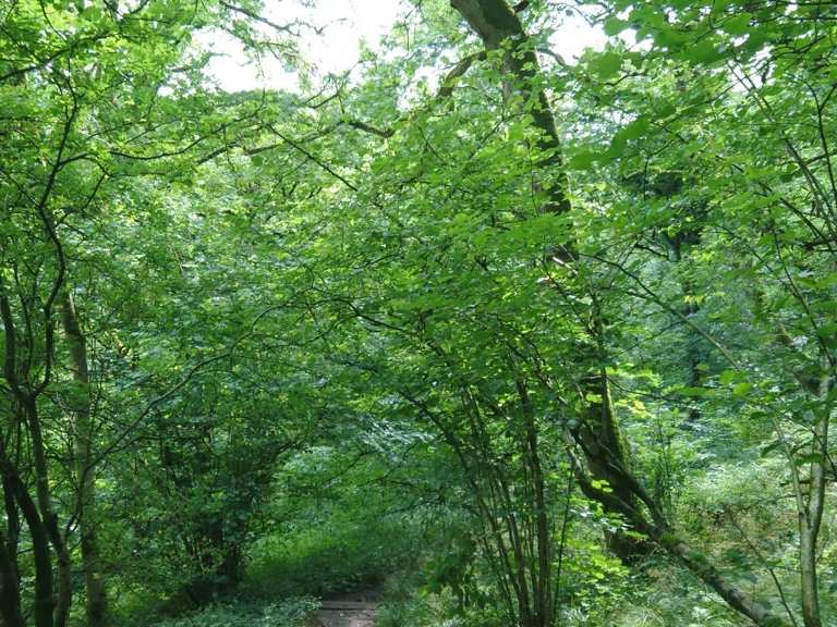 Dovedale Wood Routes for Walking and Hiking | Komoot