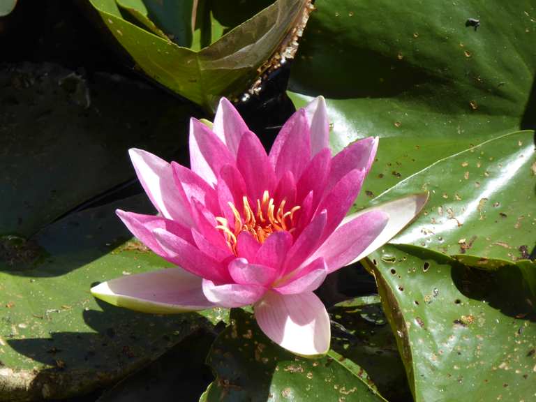 Roikier See Routes for Walking and Hiking | Komoot