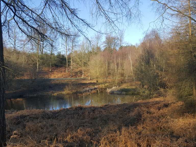 Reedy Pool Routes for Walking and Hiking | Komoot