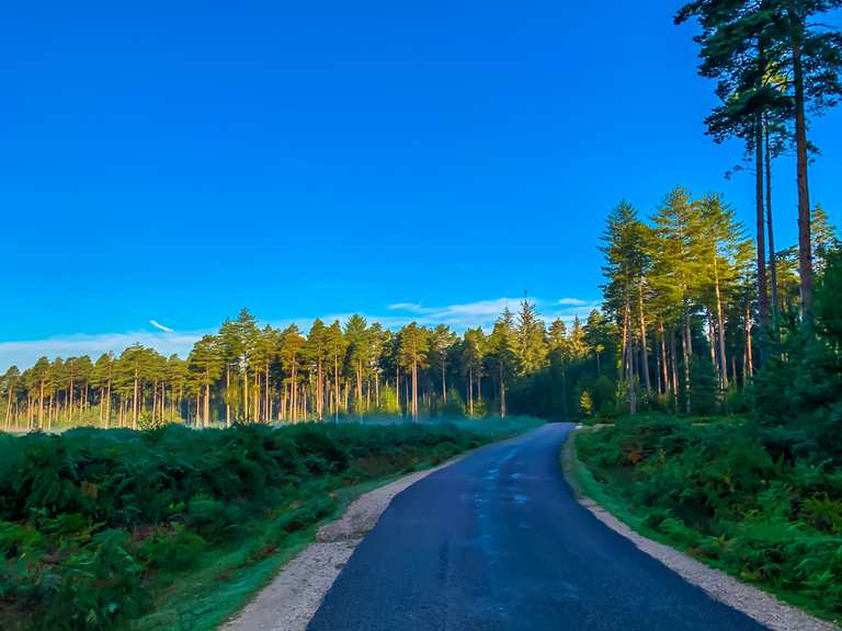 Pine tree-lined road Road Cycle Routes and Map | Komoot