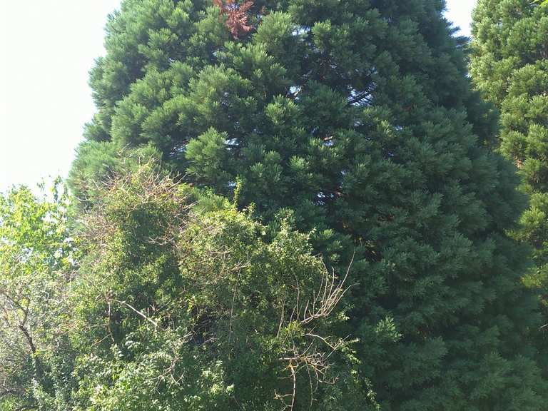 Giant Sequoias – Hikes & How to Get There | Komoot