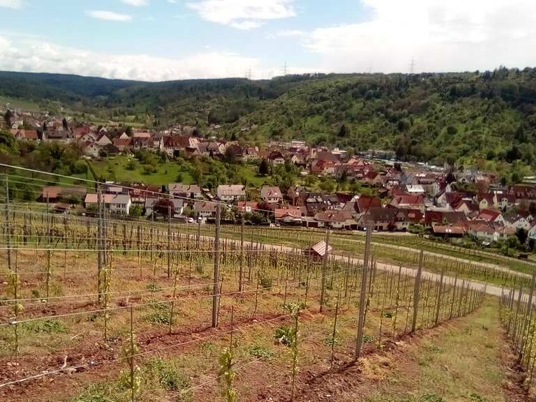 Weinberge und Mandelblüte in Schnait: Wanderungen und Rundwege | komoot