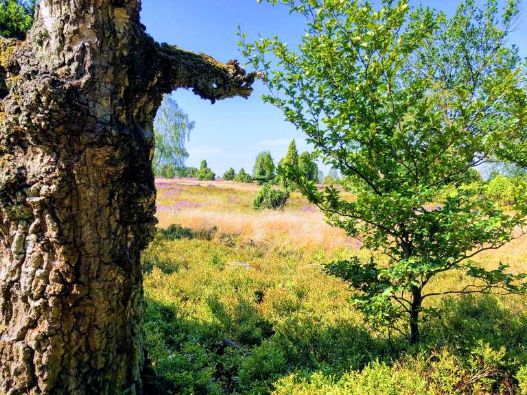 Wanderung Undeloh_Wilseder-Berg_Undeloh | Wanderung | Komoot