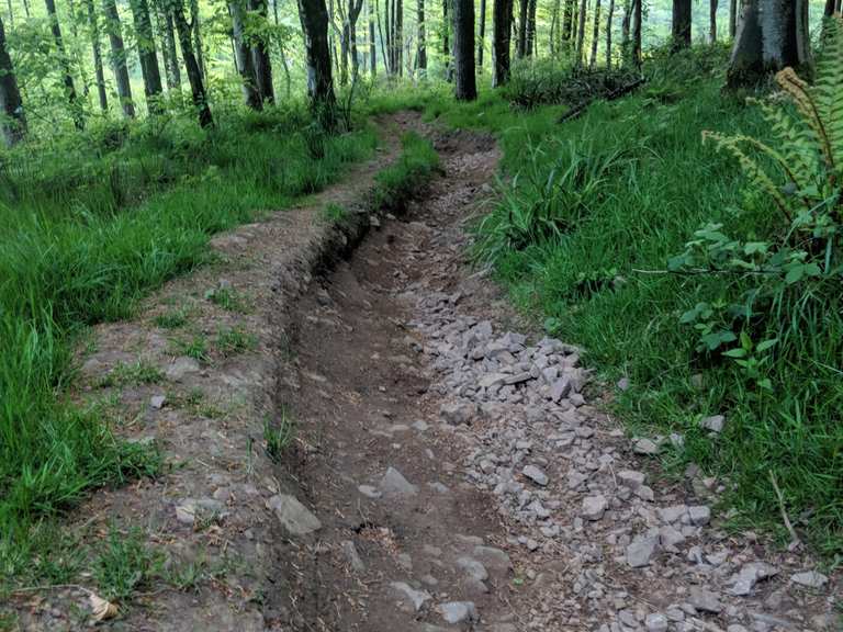 Chemins cavaliers de Rowberrow Warren Woods - Sentiers et pistes de VTT ...