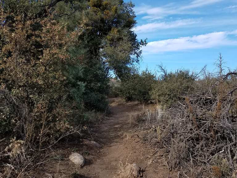 Giant Alligator Juniper Trail | wandeling | Komoot