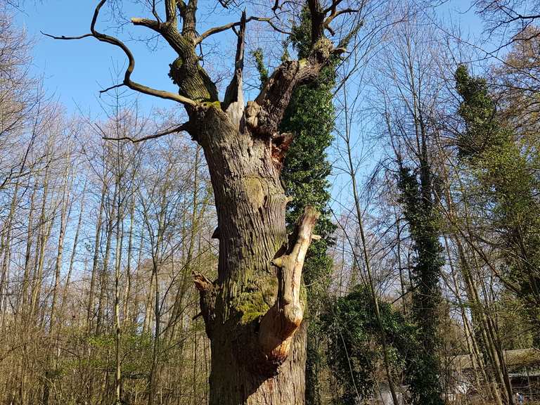 Dicke Marie – Ältester Baum Berlins: Wanderungen und Rundwege | komoot