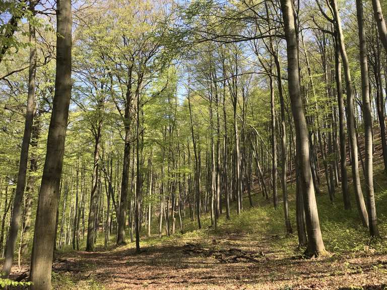 Ziegenberg: Wanderungen und Rundwege | komoot