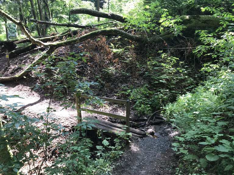 Altenbachklamm: Wanderungen und Rundwege | komoot