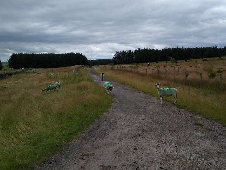 Waskerley Way Cycle Routes and Map | Komoot