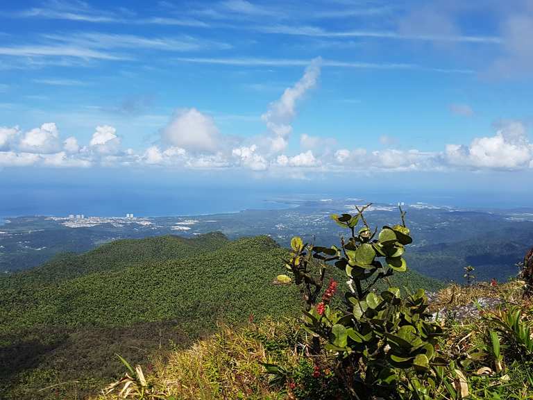 El Yunque and Los Picachos Peaks — El Yunque National Forest ...