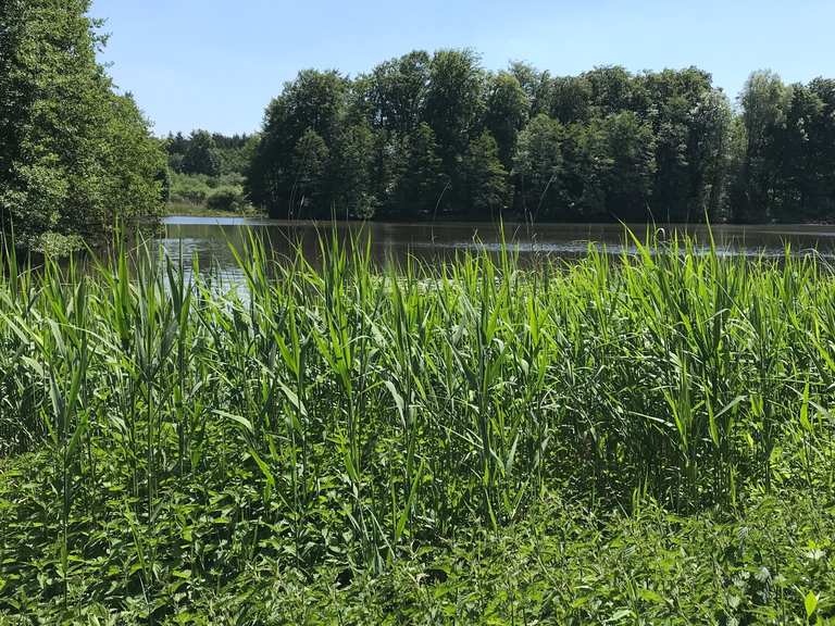 Nature by the pond - Cycle Routes and Map | Komoot