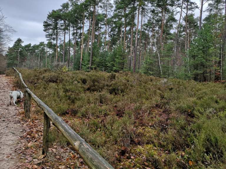 Dünenpfad Dudenhofen: Wanderungen und Rundwege | komoot