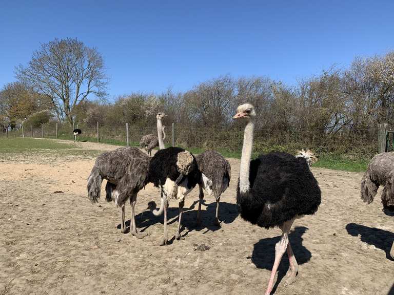 Straußen-Farm : Radtouren und Radwege | komoot