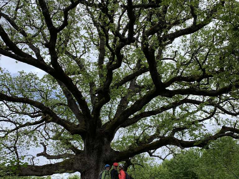 Ancient Oak Tree of Čavlena - Mountain Bike Trails & Tracks | Komoot