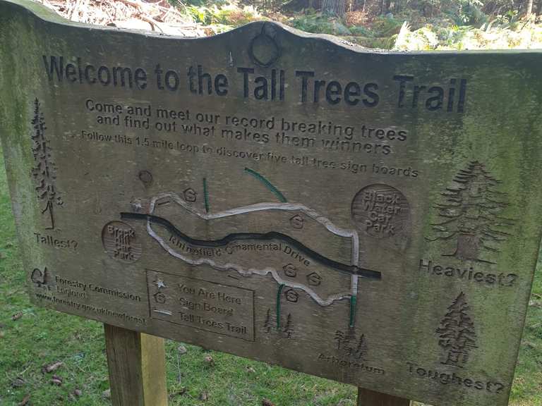 Tall Trees Trail - Routes for Walking and Hiking | Komoot