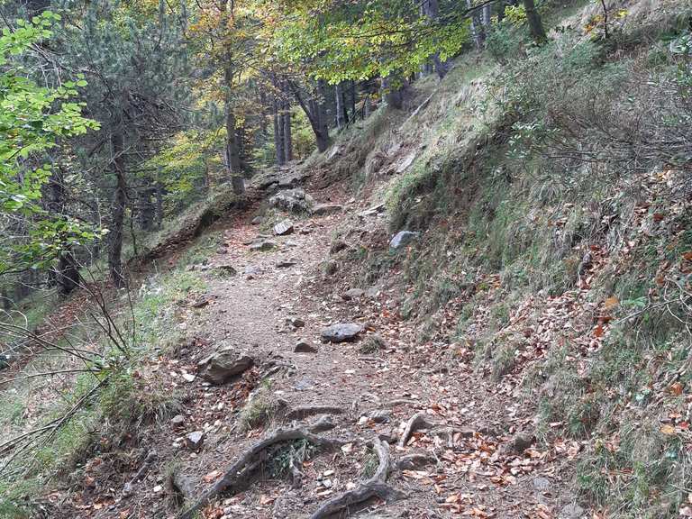 Sentier agréable et escarpé à travers la forêt Routes for Walking and ...