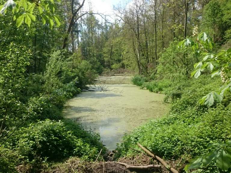 Fossa Carolina / Karlsgraben Routes for Walking and Hiking | Komoot