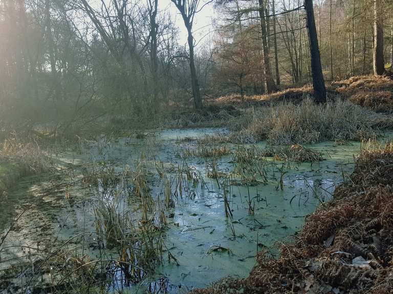 Reedy Pool Routes for Walking and Hiking | Komoot