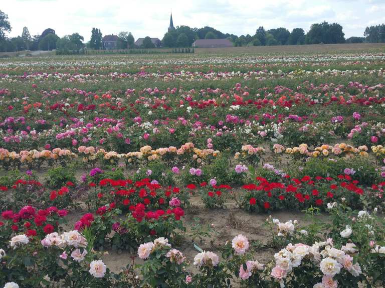 Rose Village Lottum - Cycle Routes and Map | Komoot