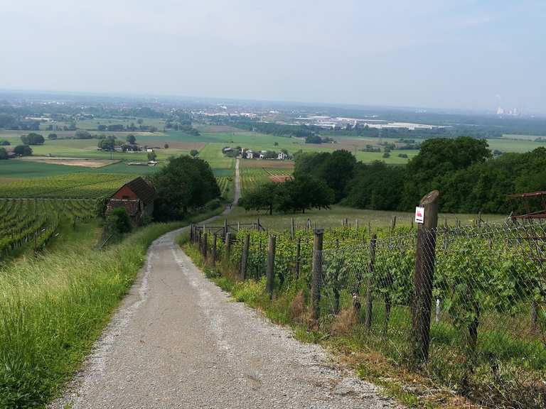 Hoerstein Weinberge - Mountain Bike Trails & Tracks | Komoot
