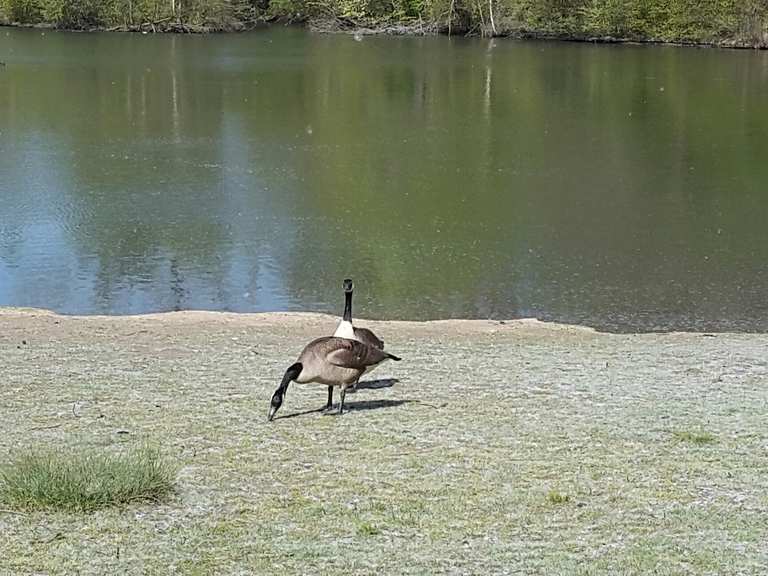 Harpener Teiche : Radtouren und Radwege | komoot