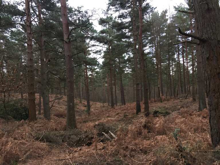 Frith Hill Routes for Walking and Hiking | Komoot