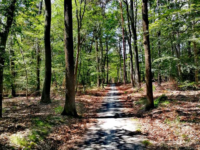 Schwanheimer Wald - Cycle Routes and Map | Komoot