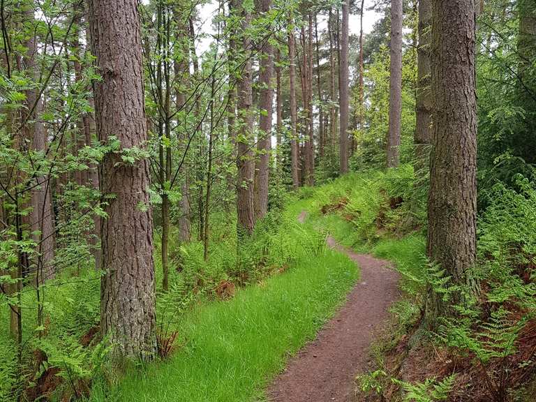 Dalby Forest MTB Trails - Mountain Bike Trails & Tracks | Komoot