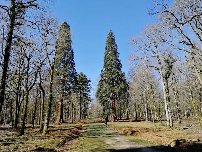 Tall Trees Trail - Routes for Walking and Hiking | Komoot