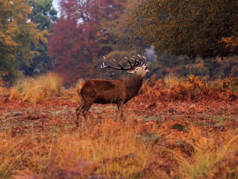 Thames Path loop via Richmond Park & Kingston | ride | Komoot