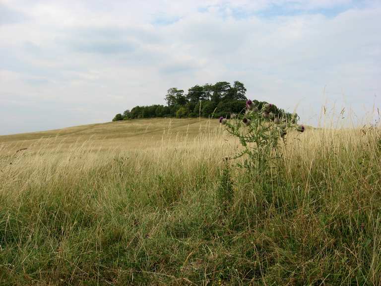 Wittenham Clumps Routes for Walking and Hiking | Komoot