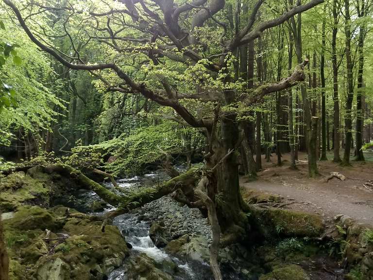 Tollymore Forest Park Routes for Walking and Hiking | Komoot