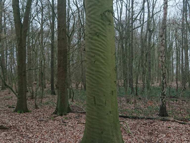 Buche mit Wimmerwuchs: Wanderungen und Rundwege | komoot