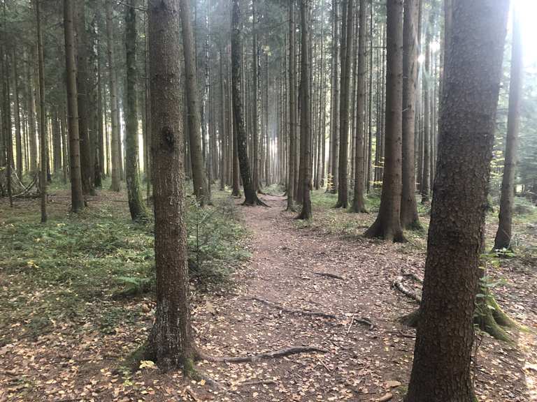 Aubinger Lohe: Mountainbike-Touren und -Trails | komoot