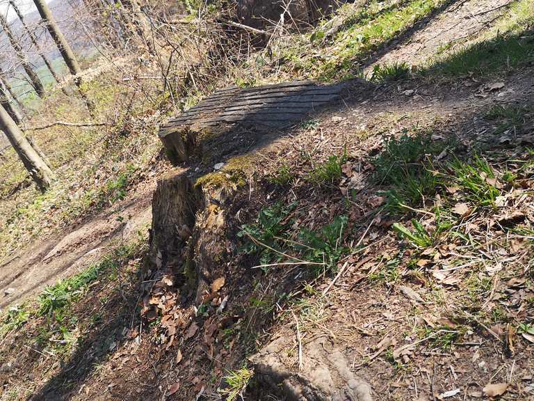 Tree stump jump - Mountain Bike Trails & Tracks | Komoot