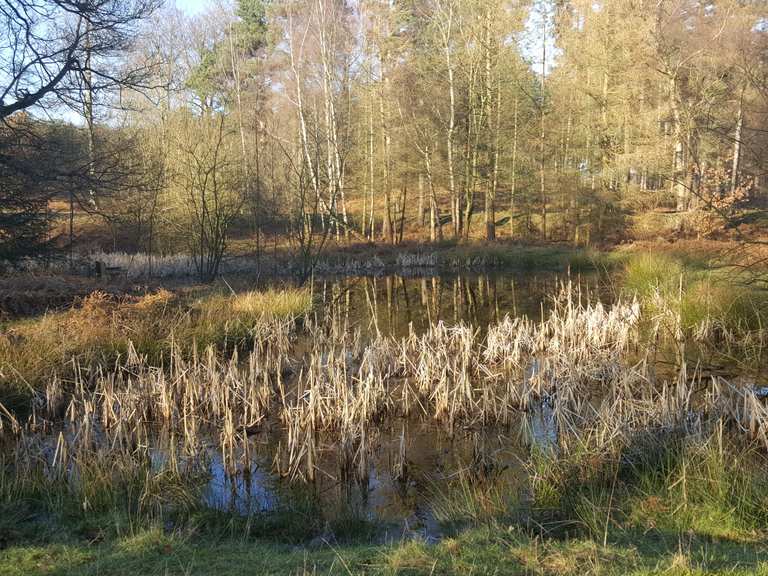 Reedy Pool Routes for Walking and Hiking | Komoot