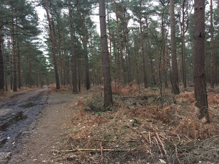 Frith Hill Routes for Walking and Hiking | Komoot