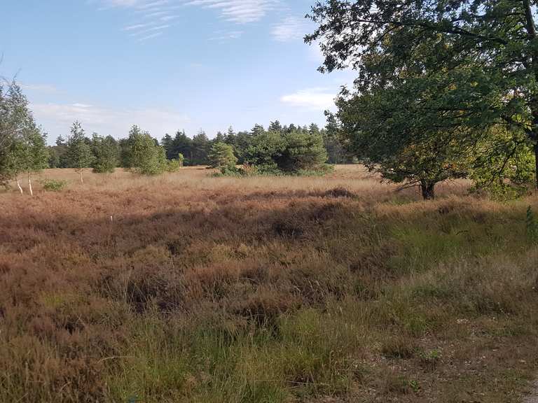 St. Anthonis Wald und Heidelandschaft : Radtouren und Radwege | komoot