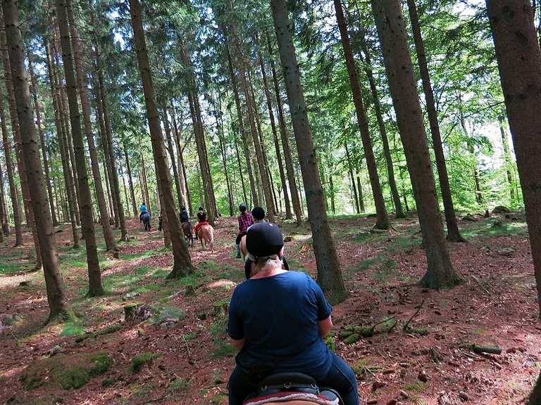 Fulltofta naturcentrum Routes for Walking and Hiking | Komoot